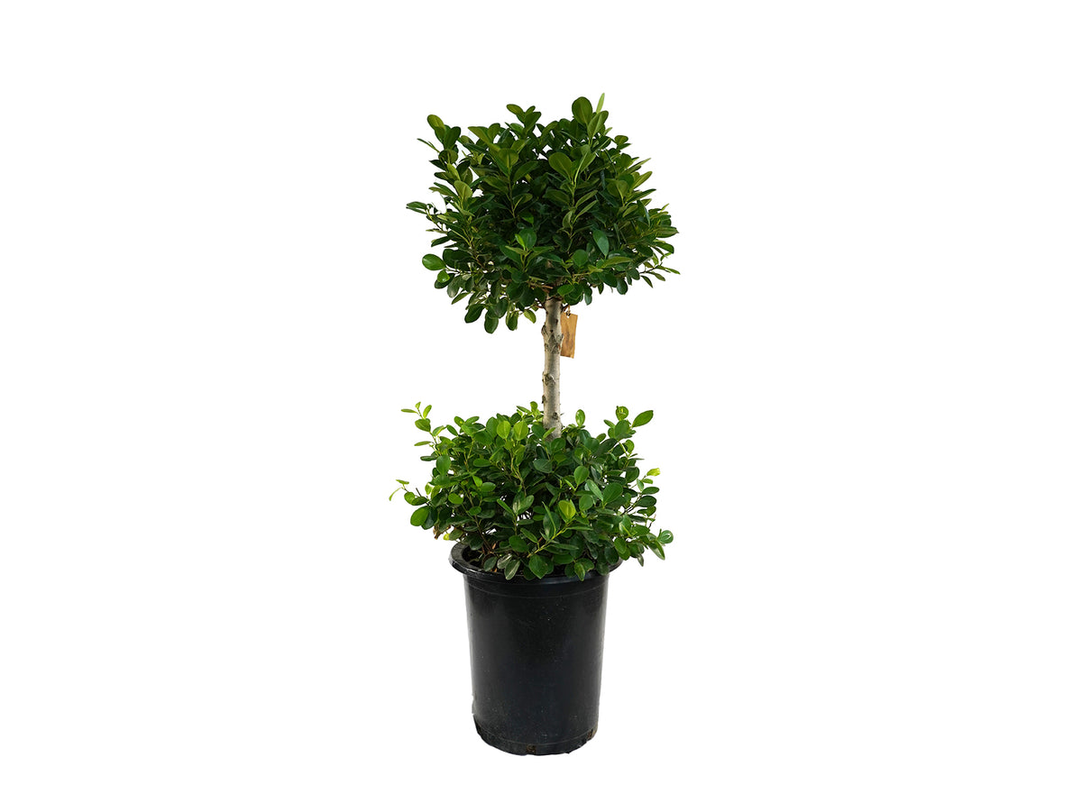 Ficus Panda 2 Head 120-140cm — The Garden Concept