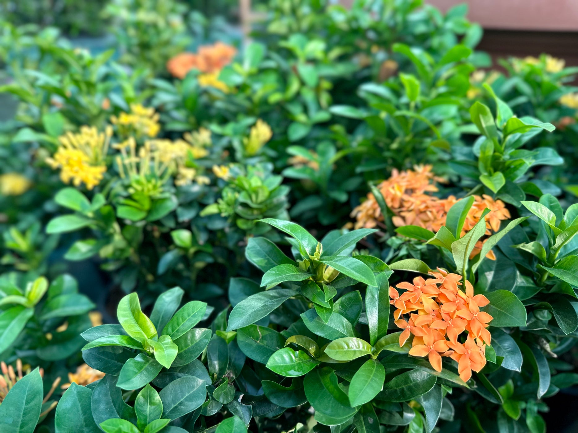Ixora Chinesis — The Garden Concept