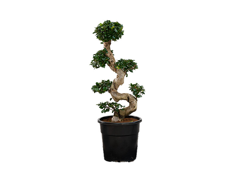 Ficus Ginseng S-shape — The Garden Concept