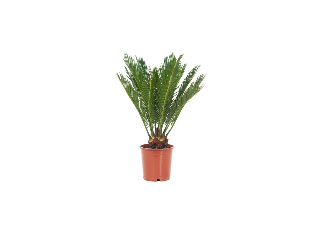 Cycas — The Garden Concept