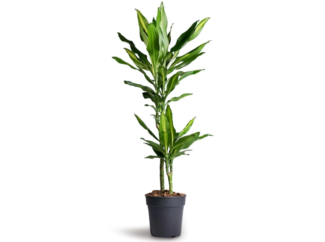 Dracaena Fragrans Cintho 2pp H100cm — The Garden Concept