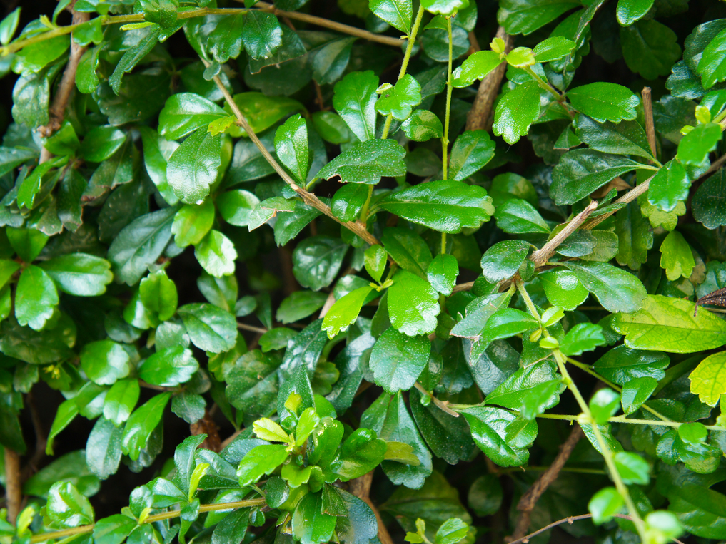 Ehretia microphylla Cone Shape H120-150cm — The Garden Concept