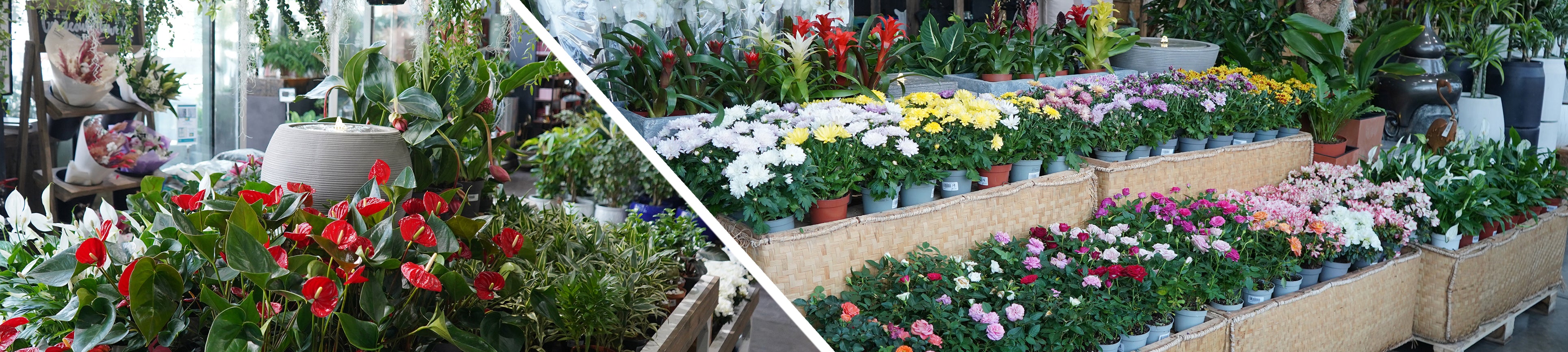 Buy Plants Online: Discover a Wide Selection of High-Quality Plants ...