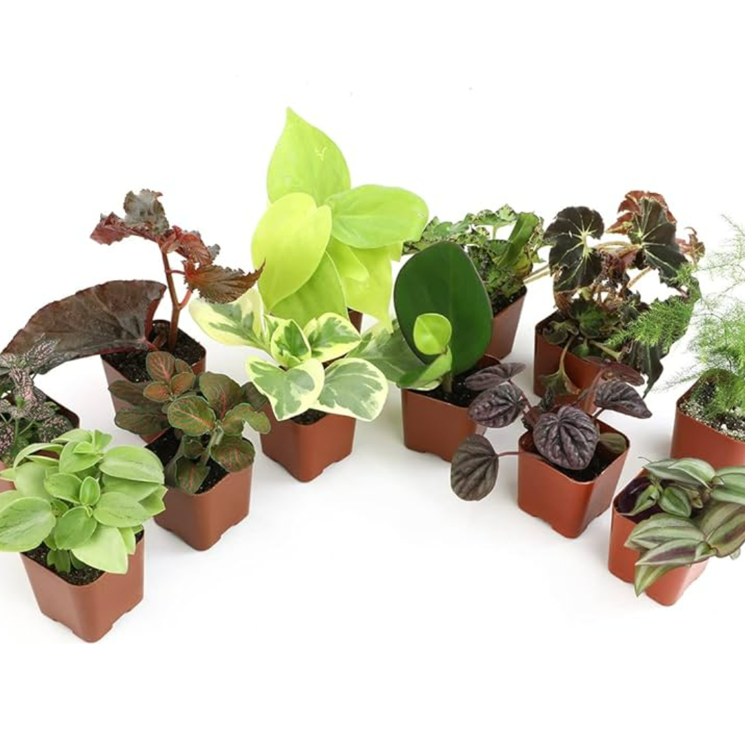 Indoor Mini Mixed Plants — The Garden Concept