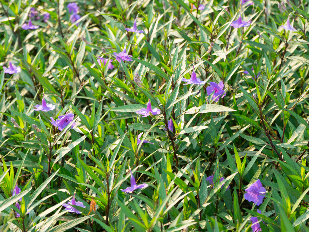 Buy Outdoor Flowering Plants in Abu Dhabi & Dubai | Nearest Outdoor ...