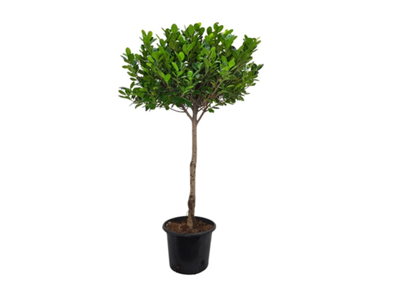Ficus Panda 1 Head 80-100cm — The Garden Concept